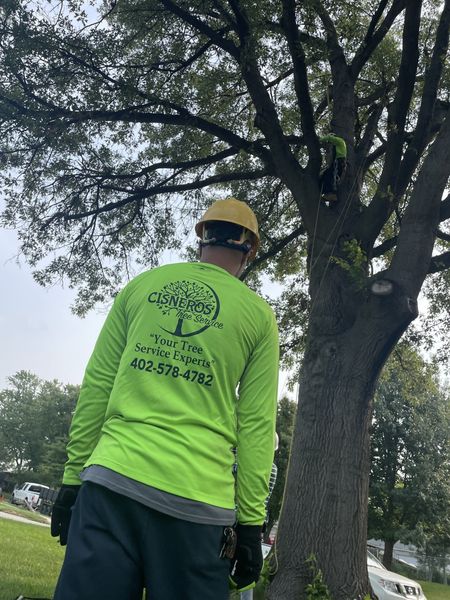 Tree Services | Omaha, NE | Cisneros Tree Service