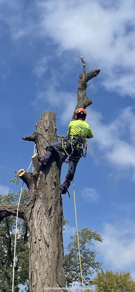 Tree Services | Omaha, NE | Cisneros Tree Service