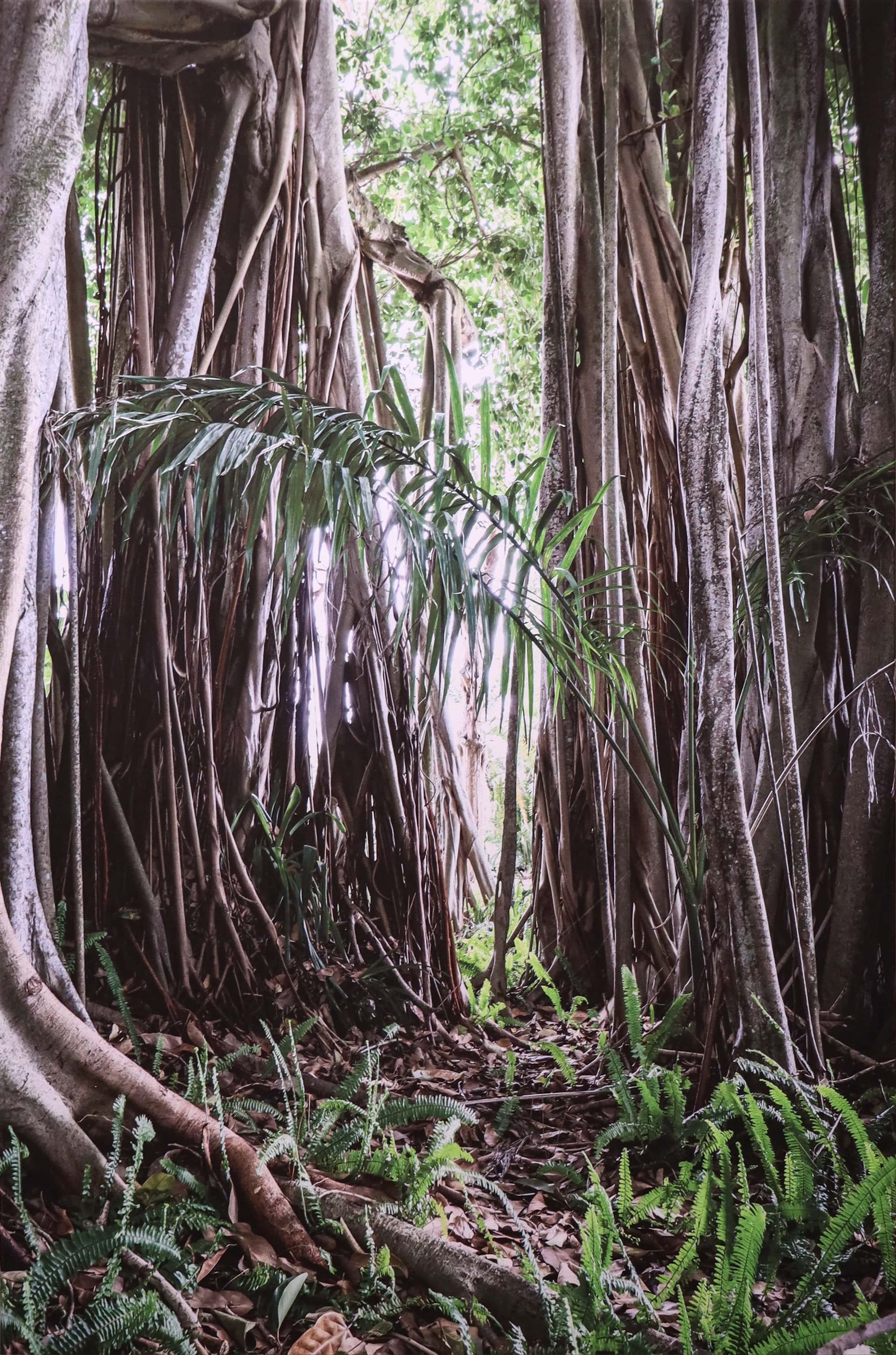 Southern Trees by Rod Jovanelly - CSHHC Art - View