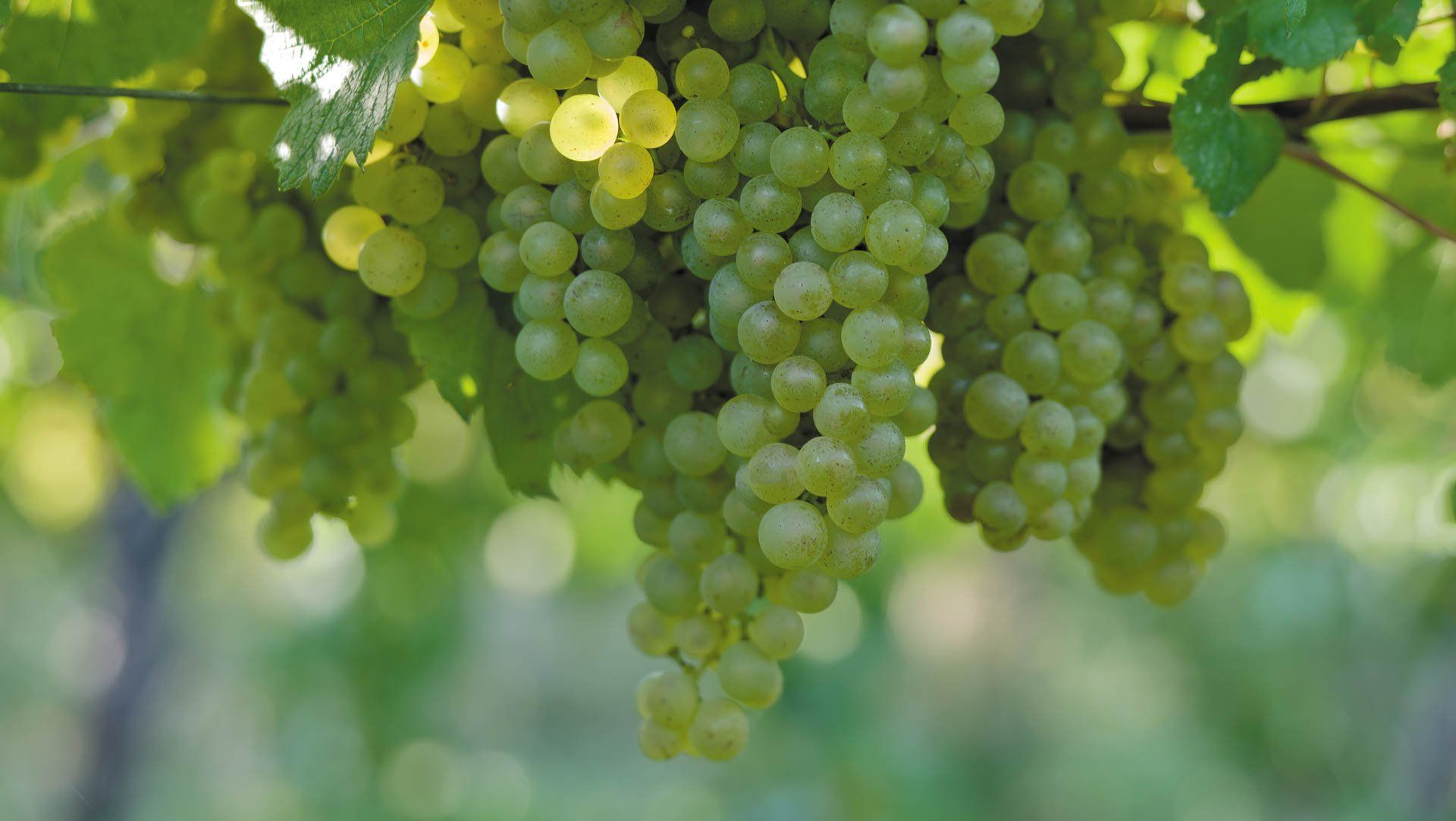 Appellation Marlborough Wine celebrate an outstanding 2020 vintage