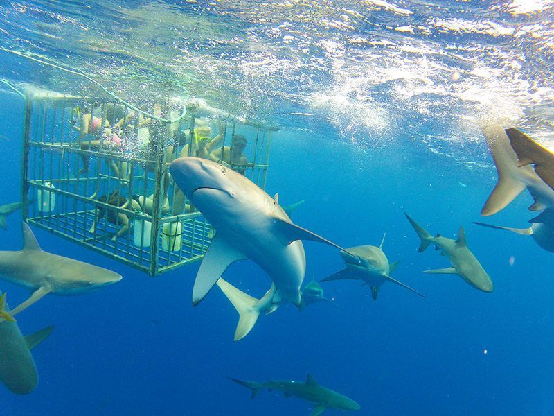 Shark Cage Diving Tours | Hawaii Travel Advice | Oahu