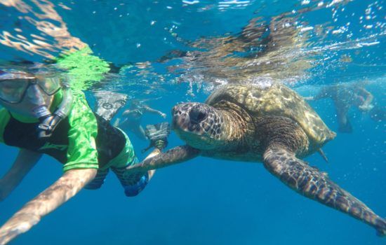 Hawaii Turtle Tours | Hawaii Travel Advice