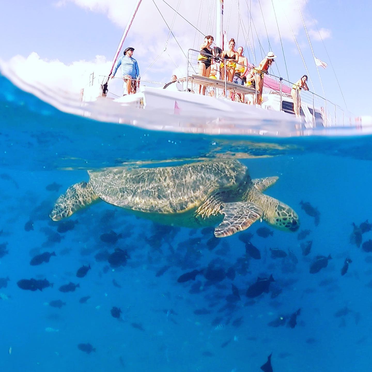 Turtle Snorkeling Adventure
