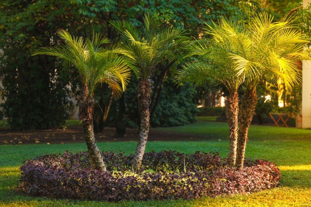 Top Five Palm Trees for Your Garden & Care Tips