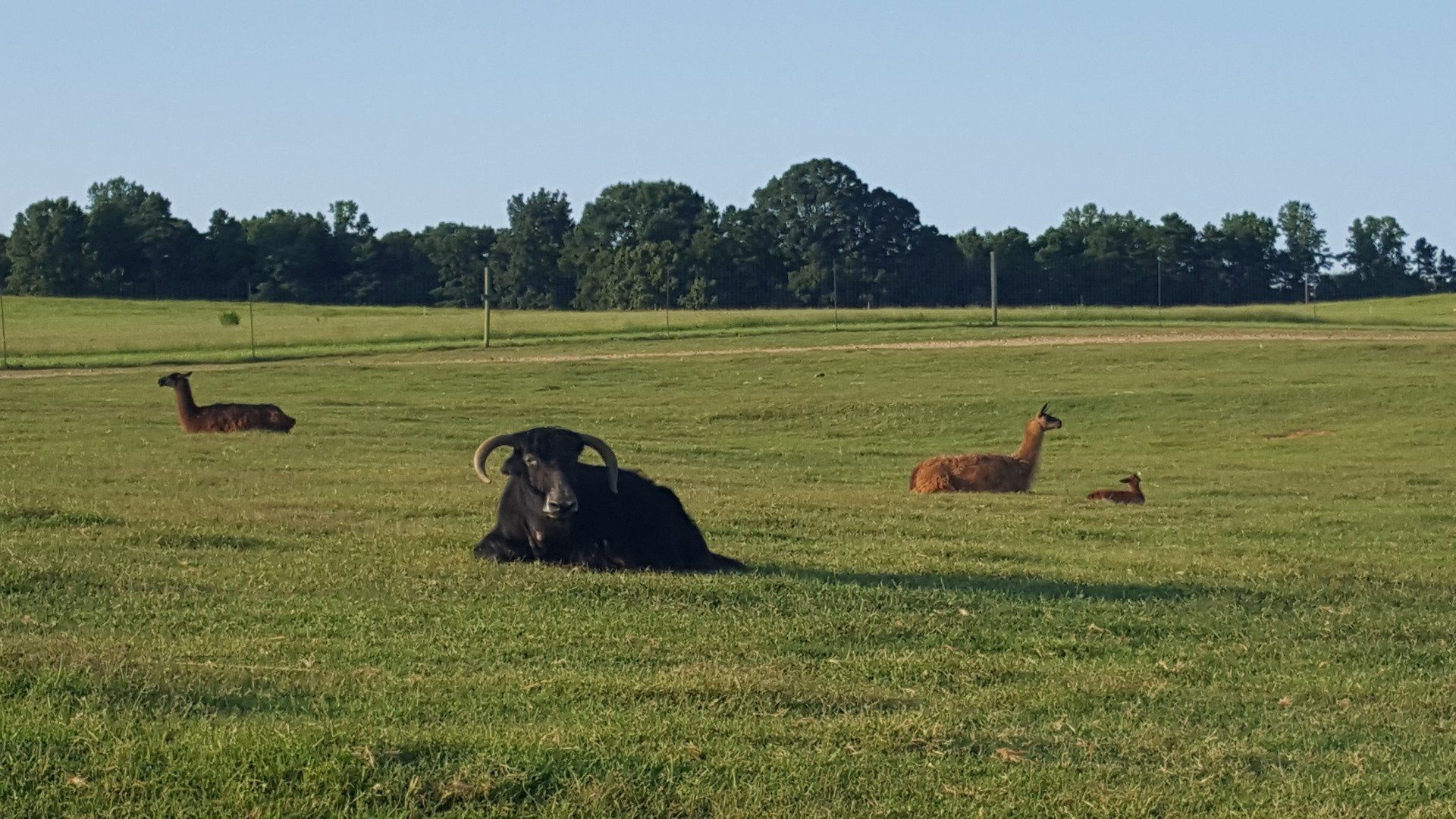 Exotic Animals at the Lazy 5 Ranch in NC!