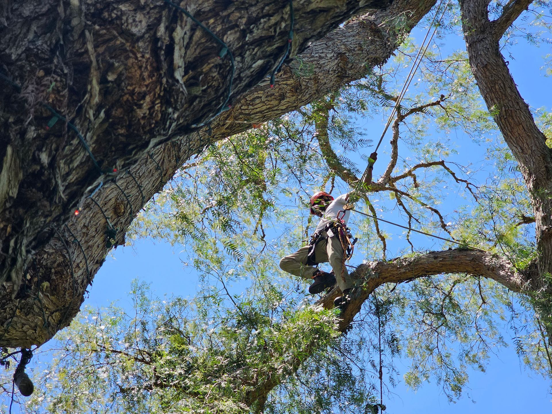 Professional Commercial Tree Services in San Diego, CA