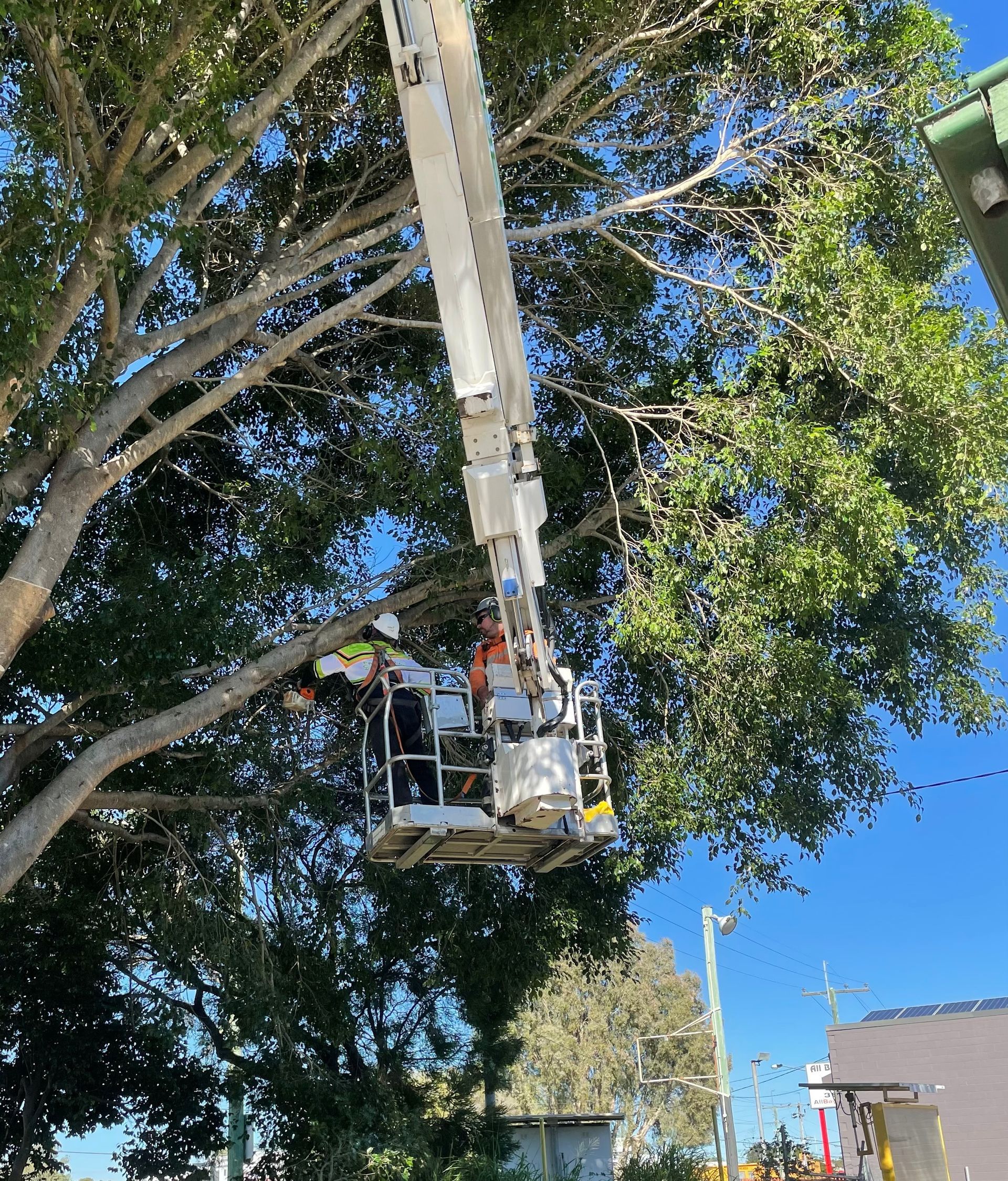 Tree Trimming Sydney | Professional Pruning by Certified Arborists