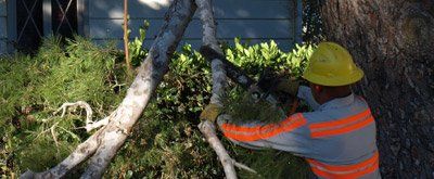 San Diego County Tree Technicians | One Tripp Tree Service