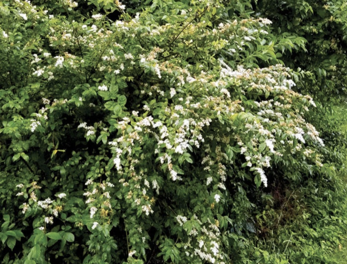 stopping-the-spread-of-privet
