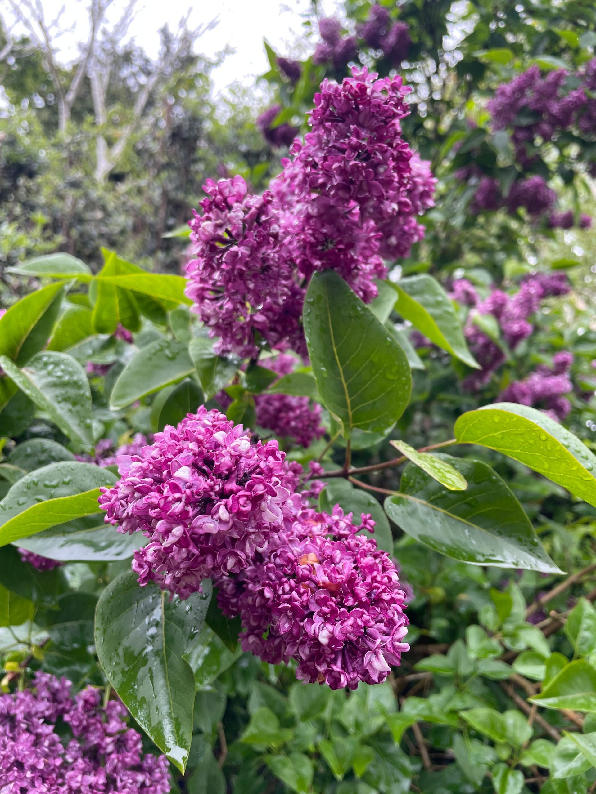 Counsellor Natasha Counselling Therapist About Me Bio