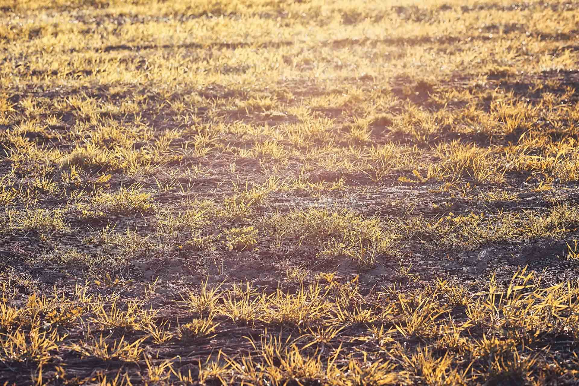 Read Our Guide to Grass Aeration and More in MI - Visionary Fert