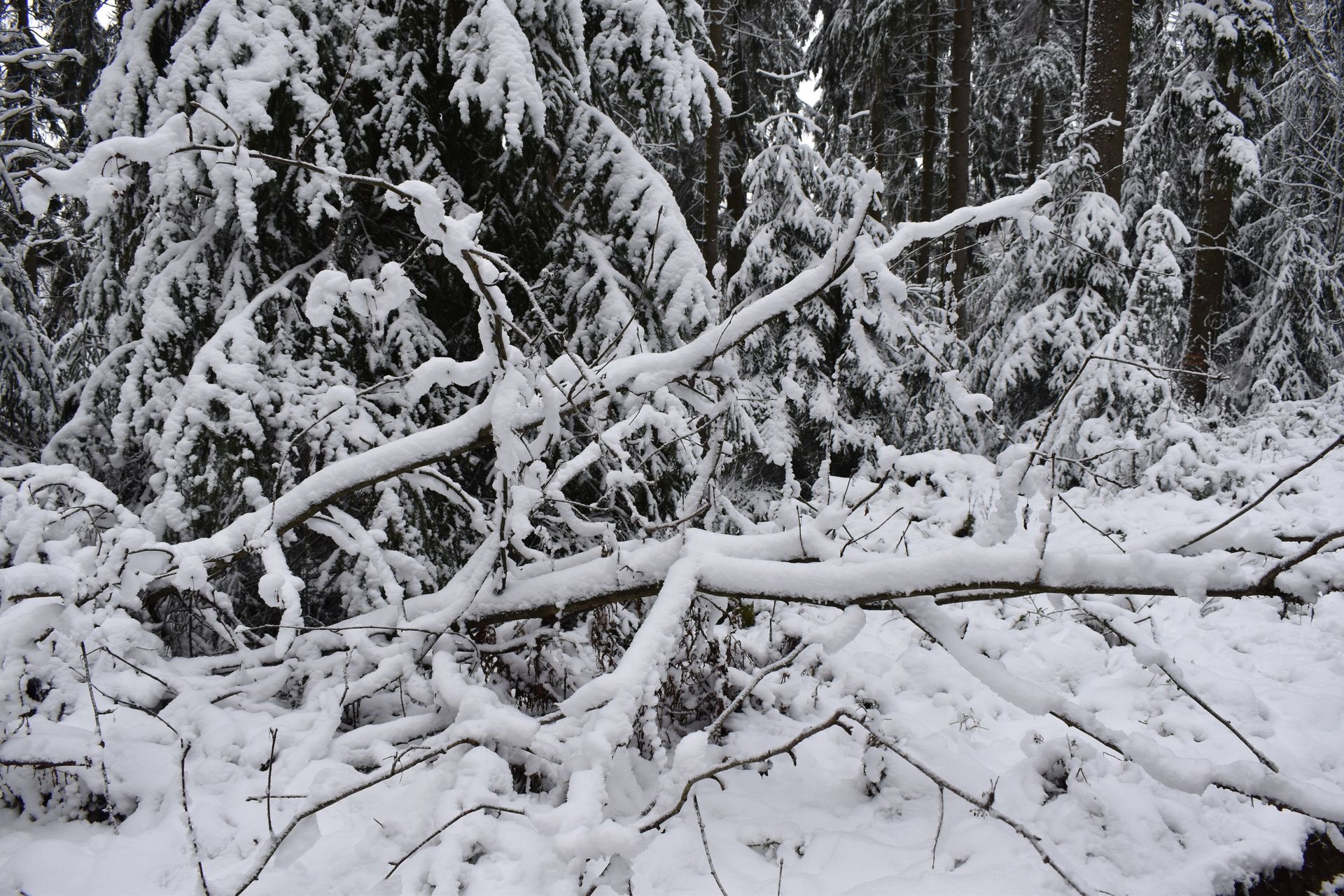 Winter Risks for Trees and Shrubs: A Guide for MI Homeowners
