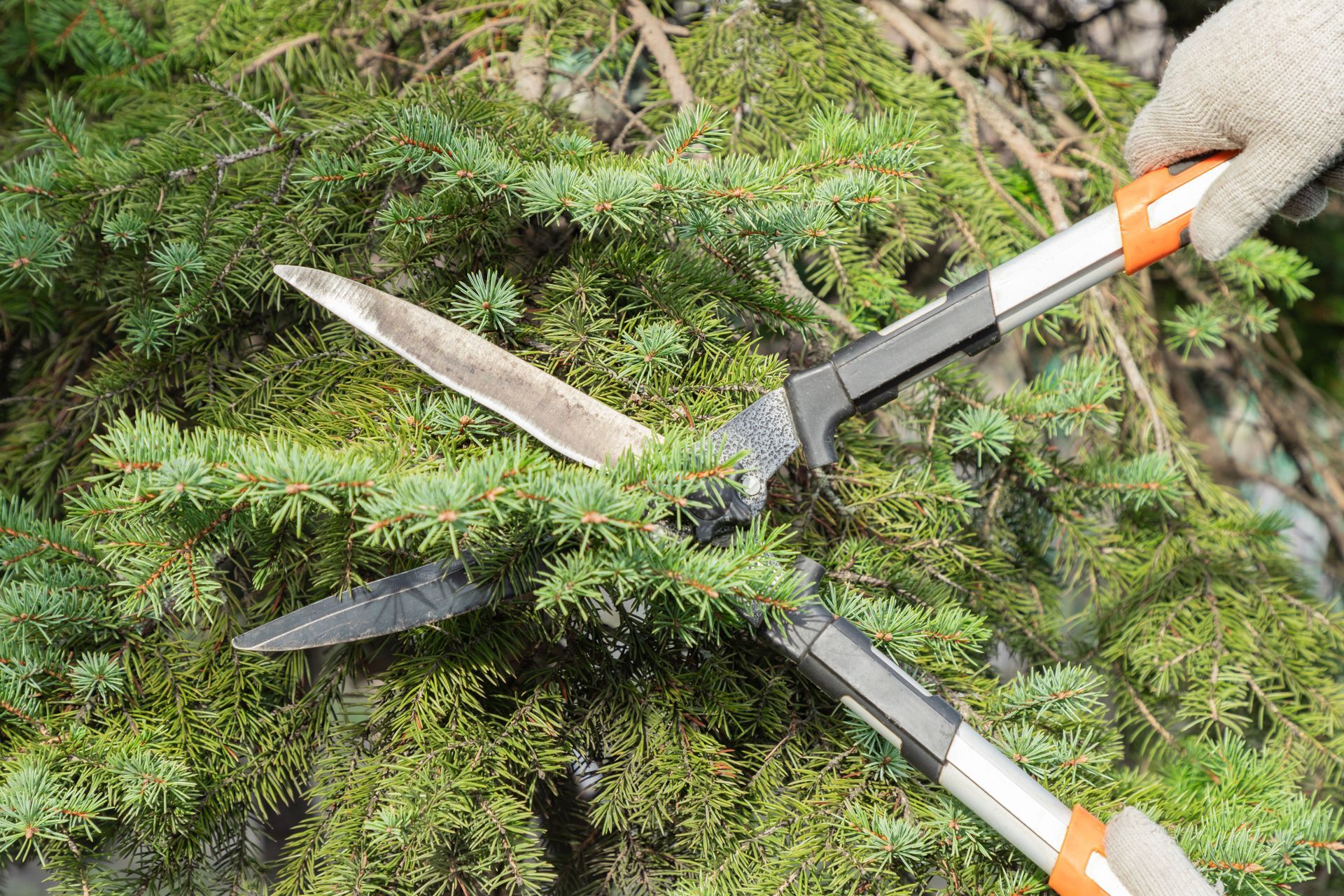 Not Happy With the Way Your Trees Grow? Time To Call the Experts