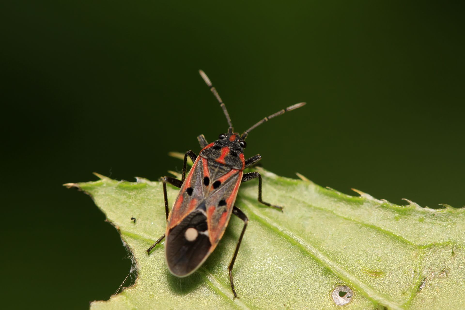 Dealing with Common Winter Lawn Pests in Michigan