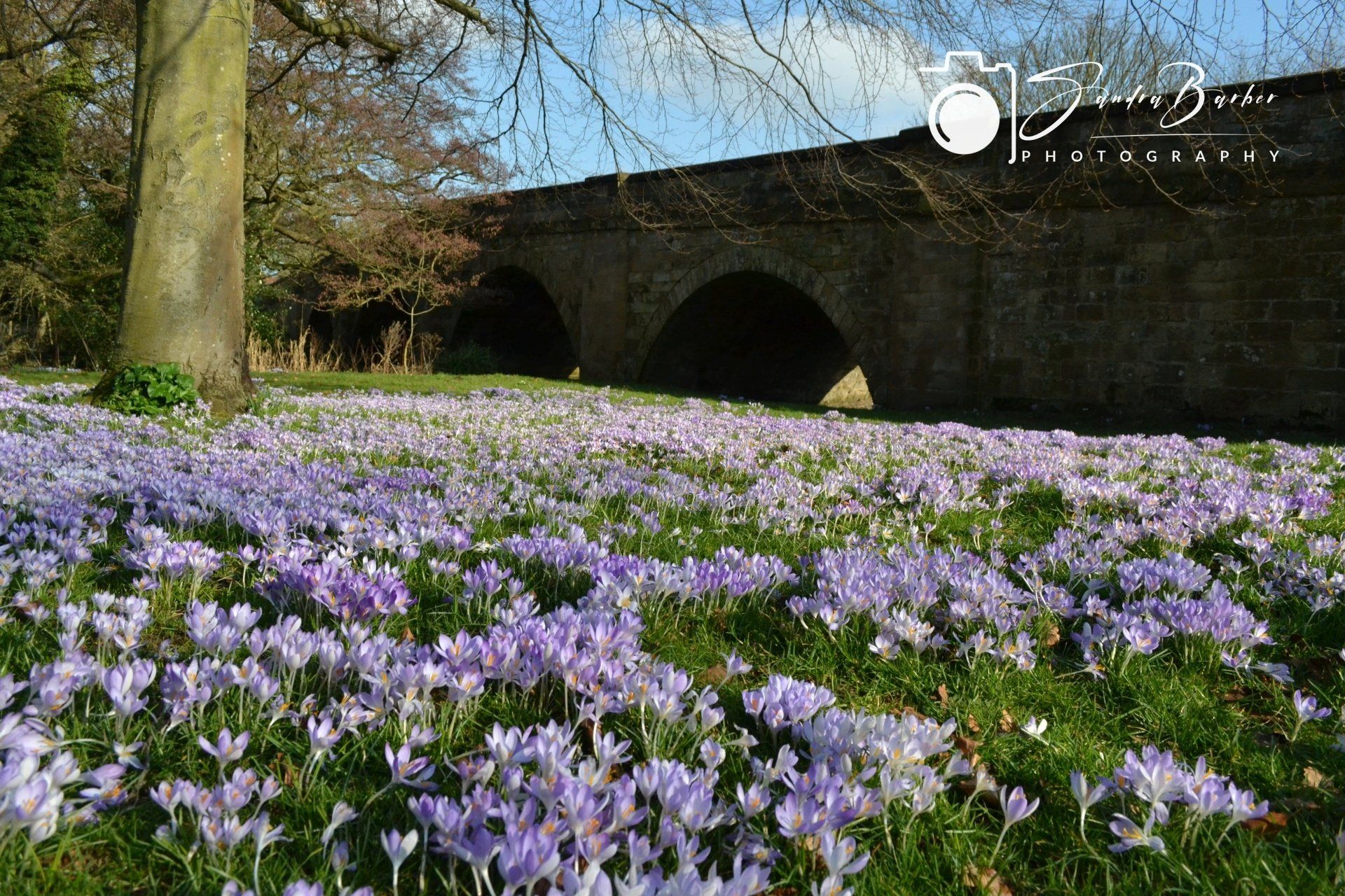 Sandra Barber Photography - Capturing Memories That Last Forever