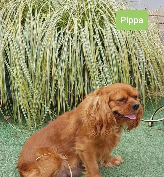 Cavoodle F1, F1B and F2 Differences and Health Benefits