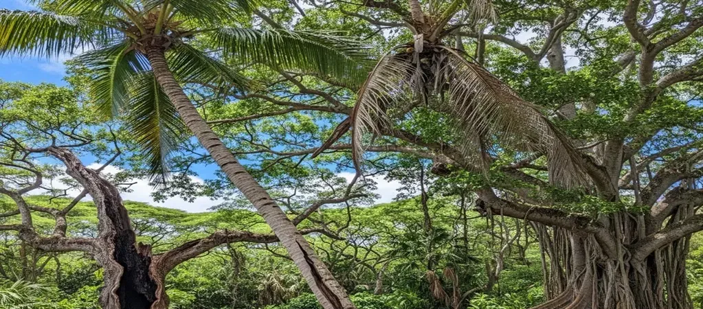 Recognizing Local Tree Hazards: Hawaii’s Most Common Tree Issues