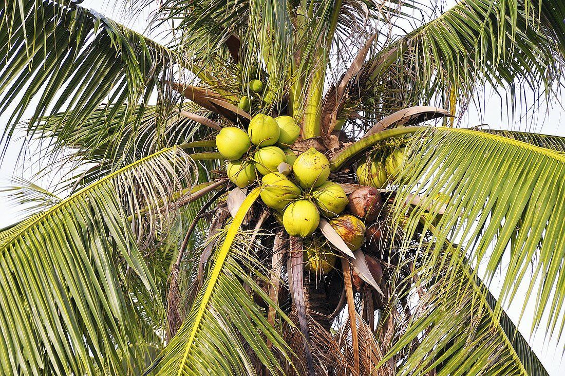 How To Trim Coconut Tree Oahu Tree Trimming And Removal Experts
