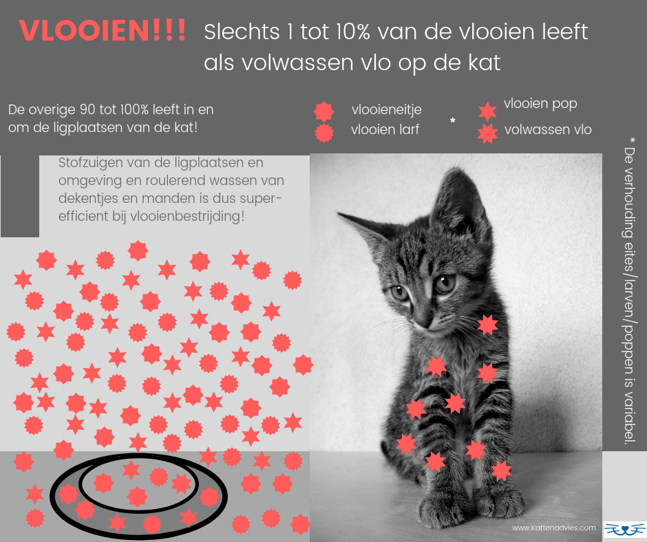 Hoe bestrijd ik vlooien bij mijn kat?