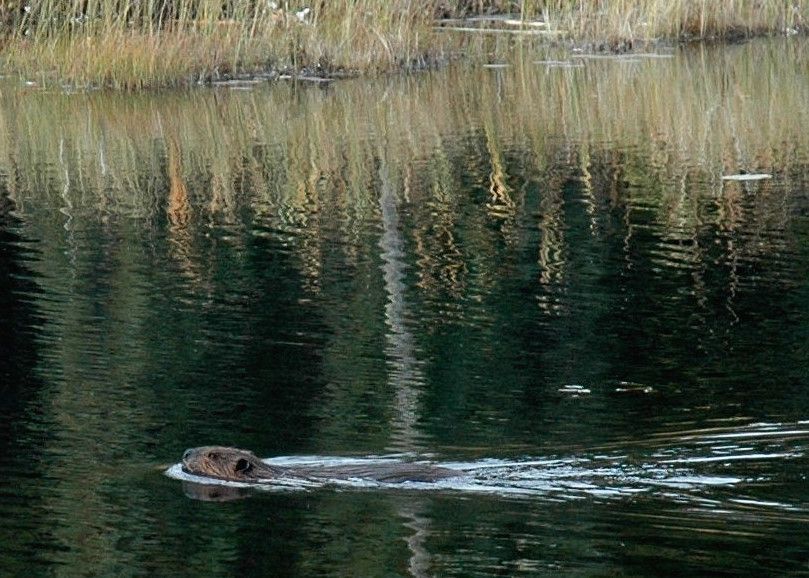 Algoma Highlands Conservancy - Beavers and Wetlands: Worth a Dam