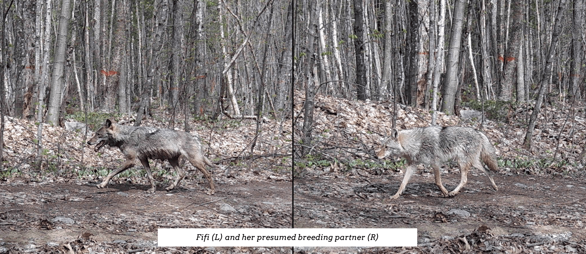 Algoma Highlands Conservancy - The Mysterious Life of a Mother Wolf