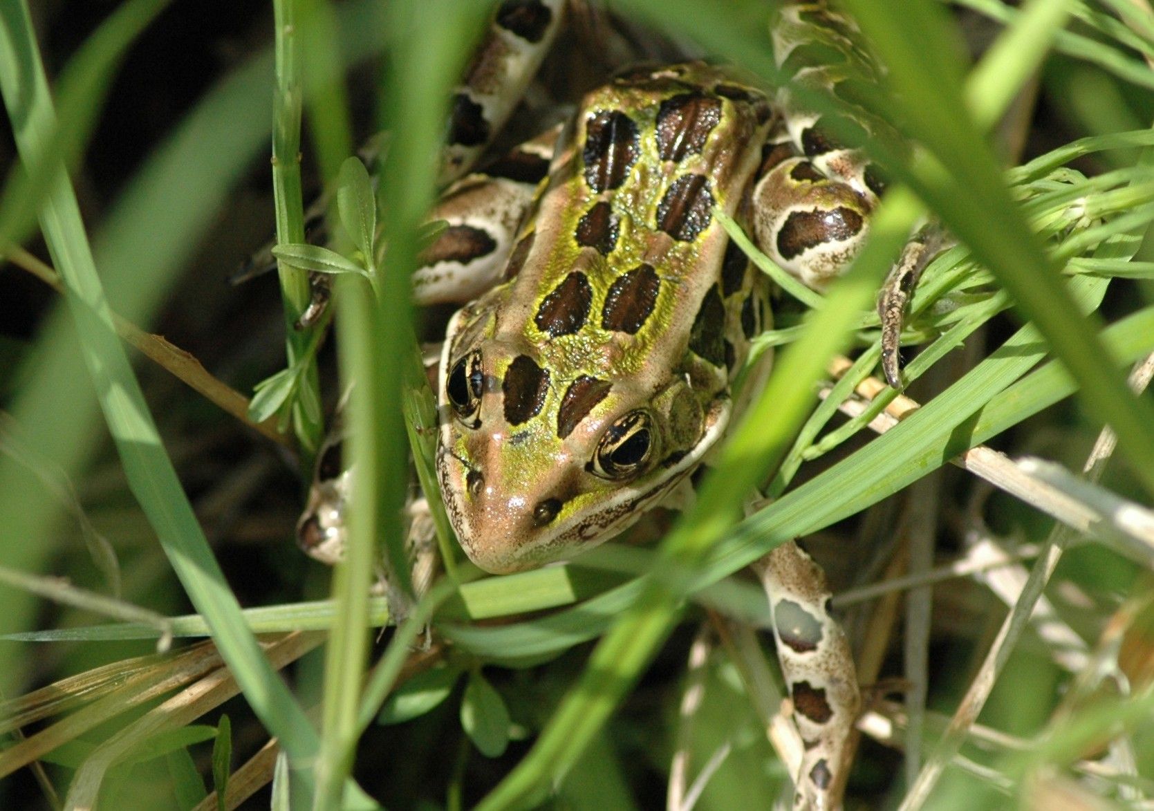 Algoma Highlands Conservancy - Beavers and Wetlands: Worth a Dam