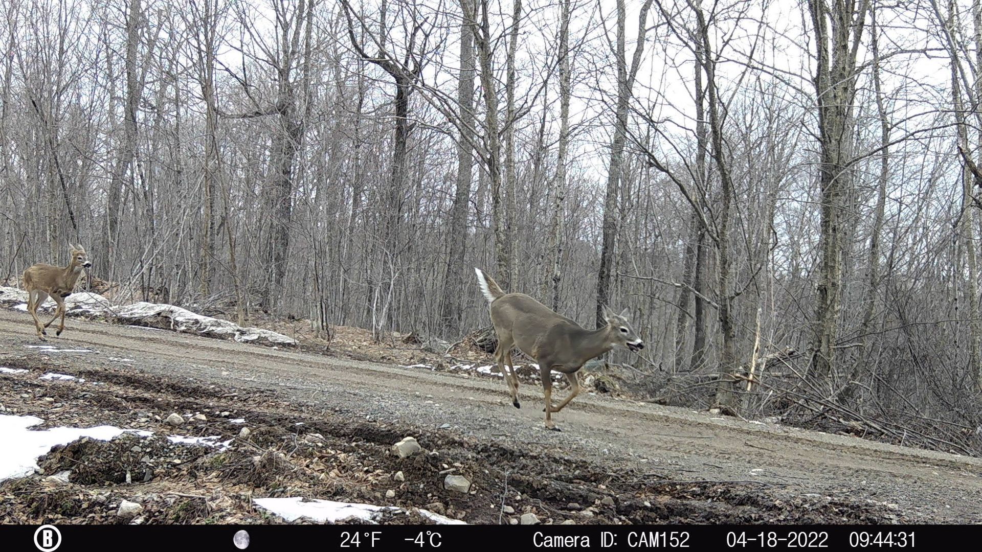 Algoma Highlands Conservancy - Deer Wintering Yards: Navigating a Cold ...