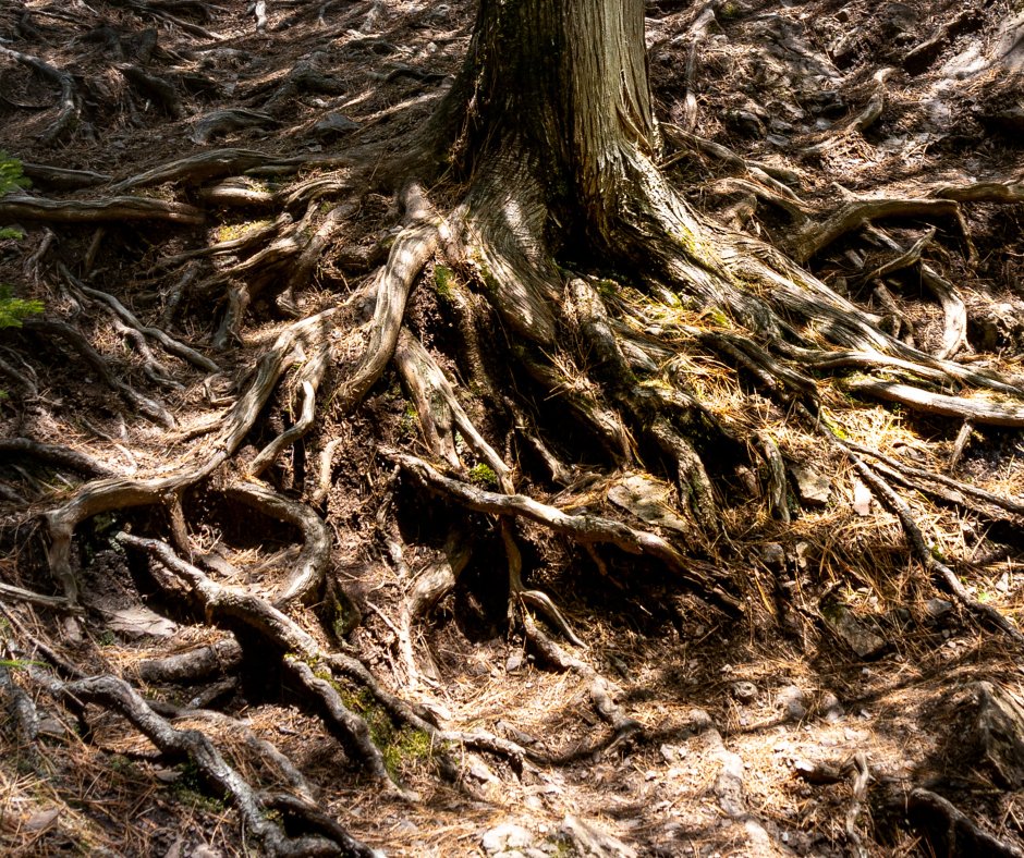 Algoma Highlands Conservancy - Eastern White Cedars