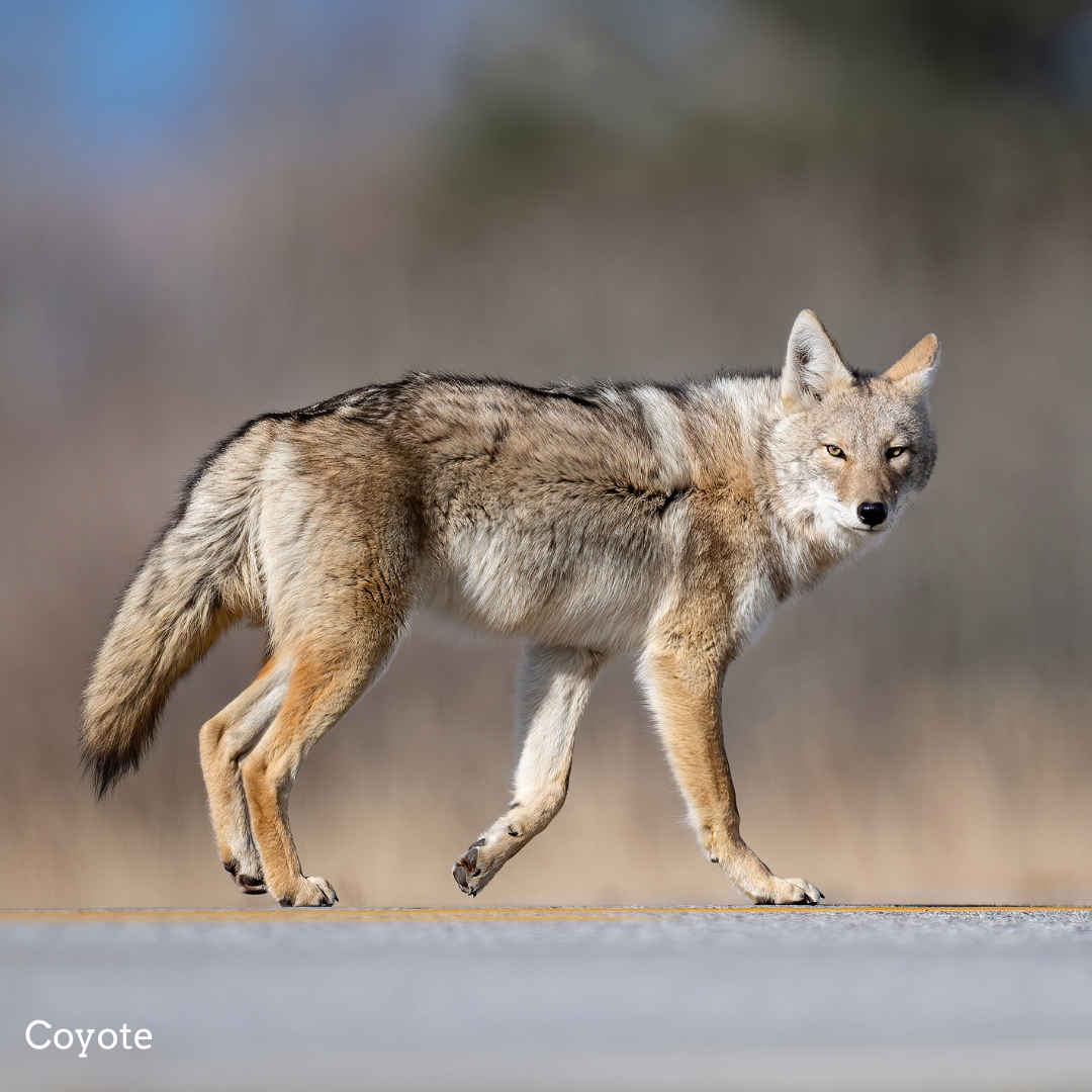 Algoma Highlands Conservancy - Beavers and Wetlands: Worth a Dam
