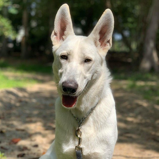 Home [astrokennels.net]