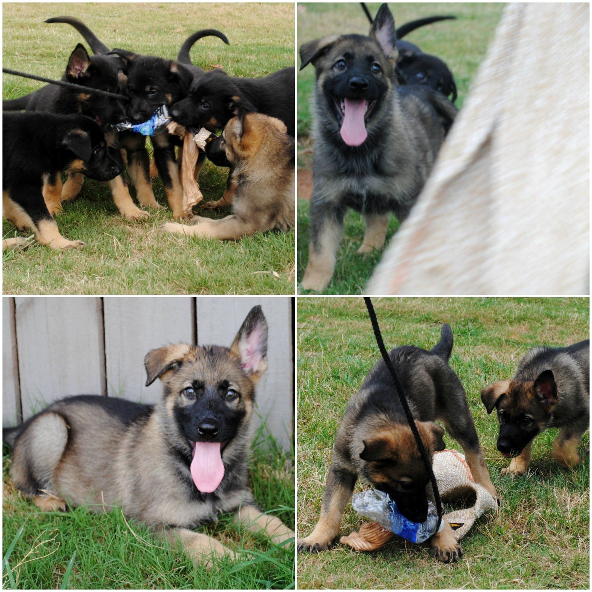 Puppy Update!