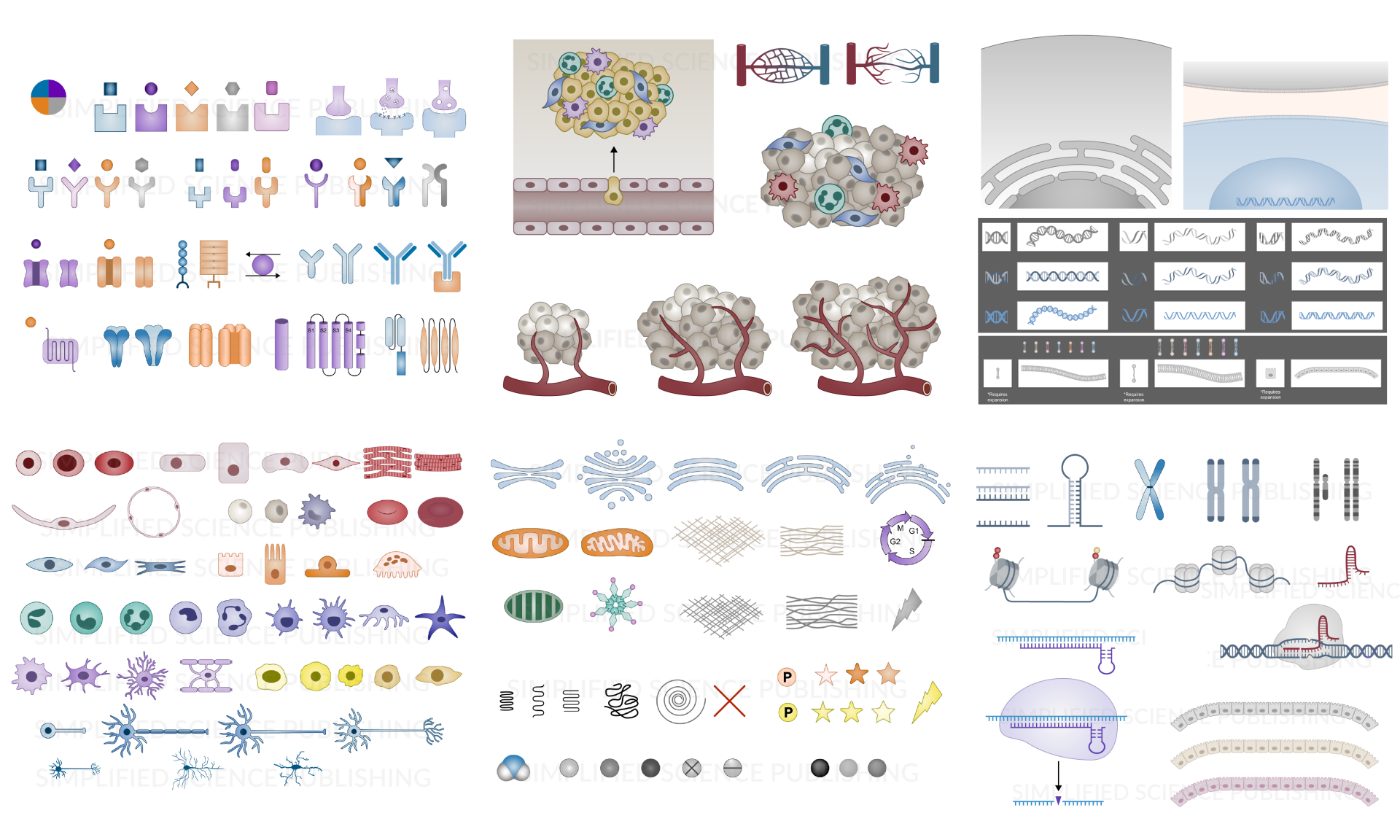 Scientific Drawings of Animals and Research Illustrations