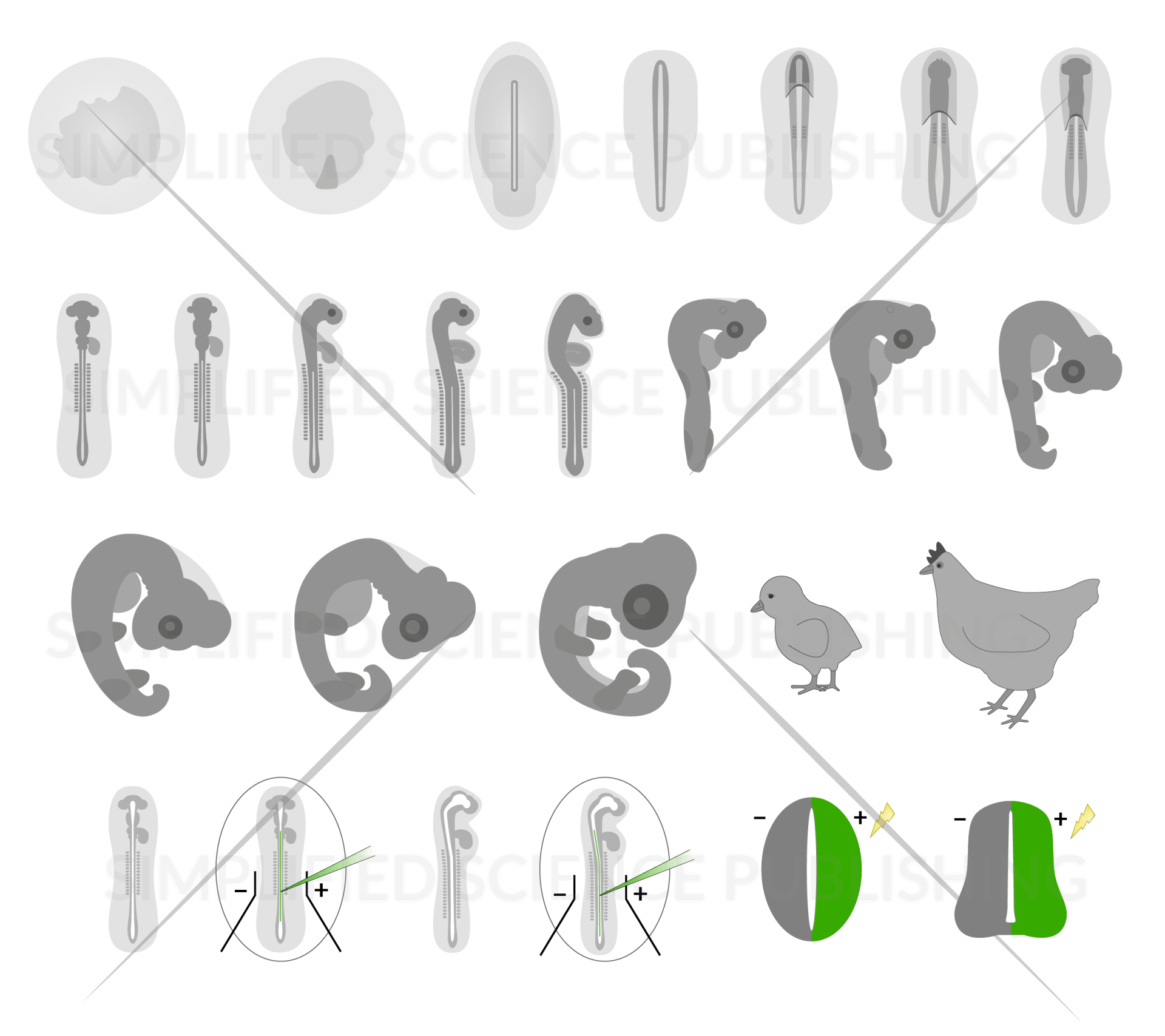 Scientific Drawings of Animals and Research Illustrations