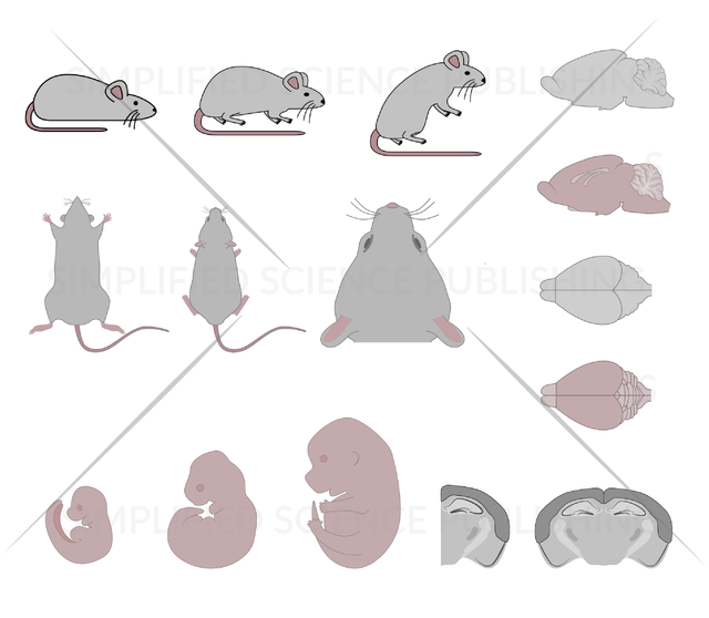 Scientific Animal Illustration