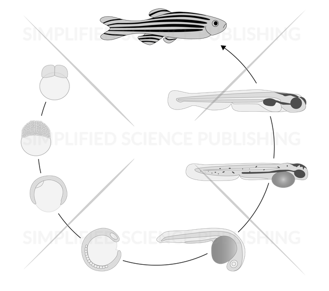 Zebrafish Embryo Drawing