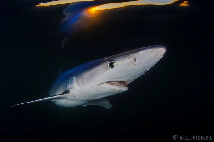 Rhode Island Shark Diving