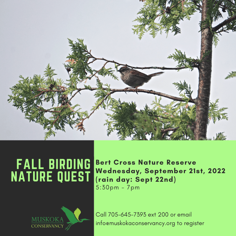 Fall Birding Nature Quest