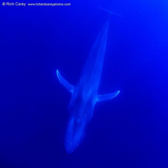 Swim with Humpback Whales with Quest Tours / Whaledive.net