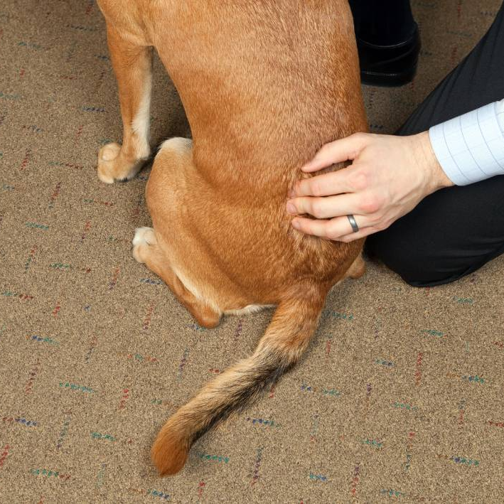 Dog & Animal Chiropractor | Animal Family Veterinary Care Center