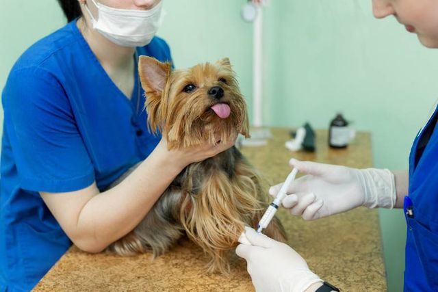 What Are The Core Shots For Dogs