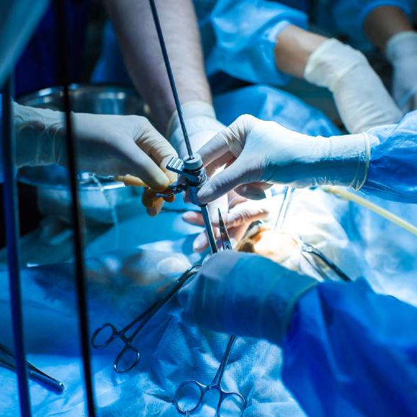 Spay and Neuter Clinic - Pet Surgery | Animal Family Veterinary Care Center