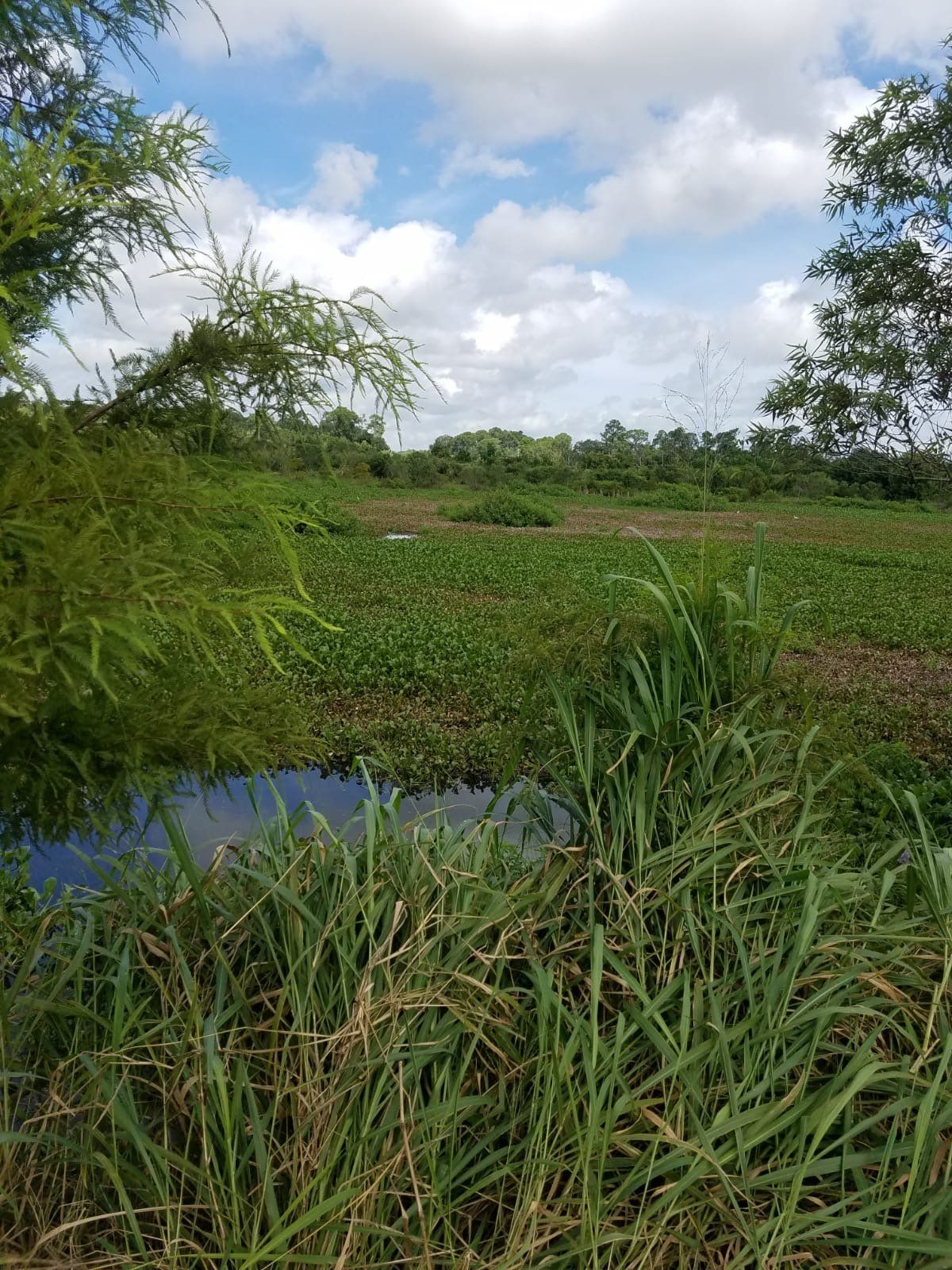 Freytech River and Lake Remediation and Algae Control - Environmental ...