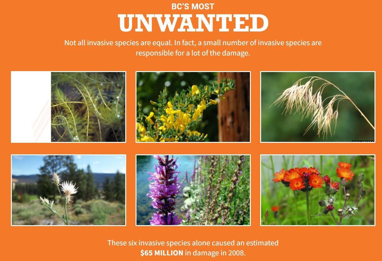 Invasive Plants & Wildfires 🔥