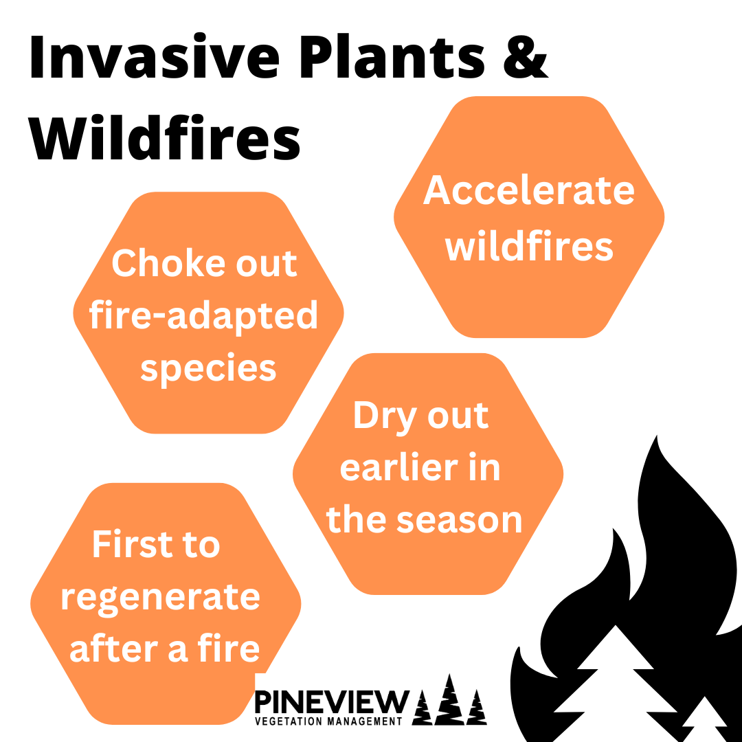 Invasive Plants & Wildfires 🔥