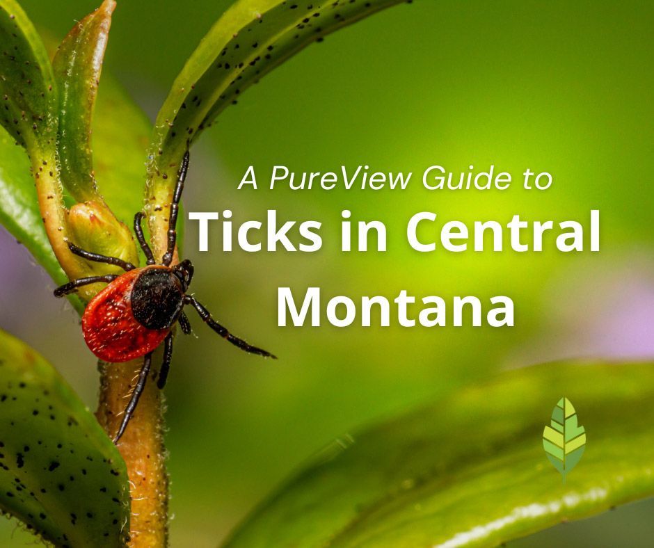 PureView's Guide on Dealing with Ticks in Central Montana