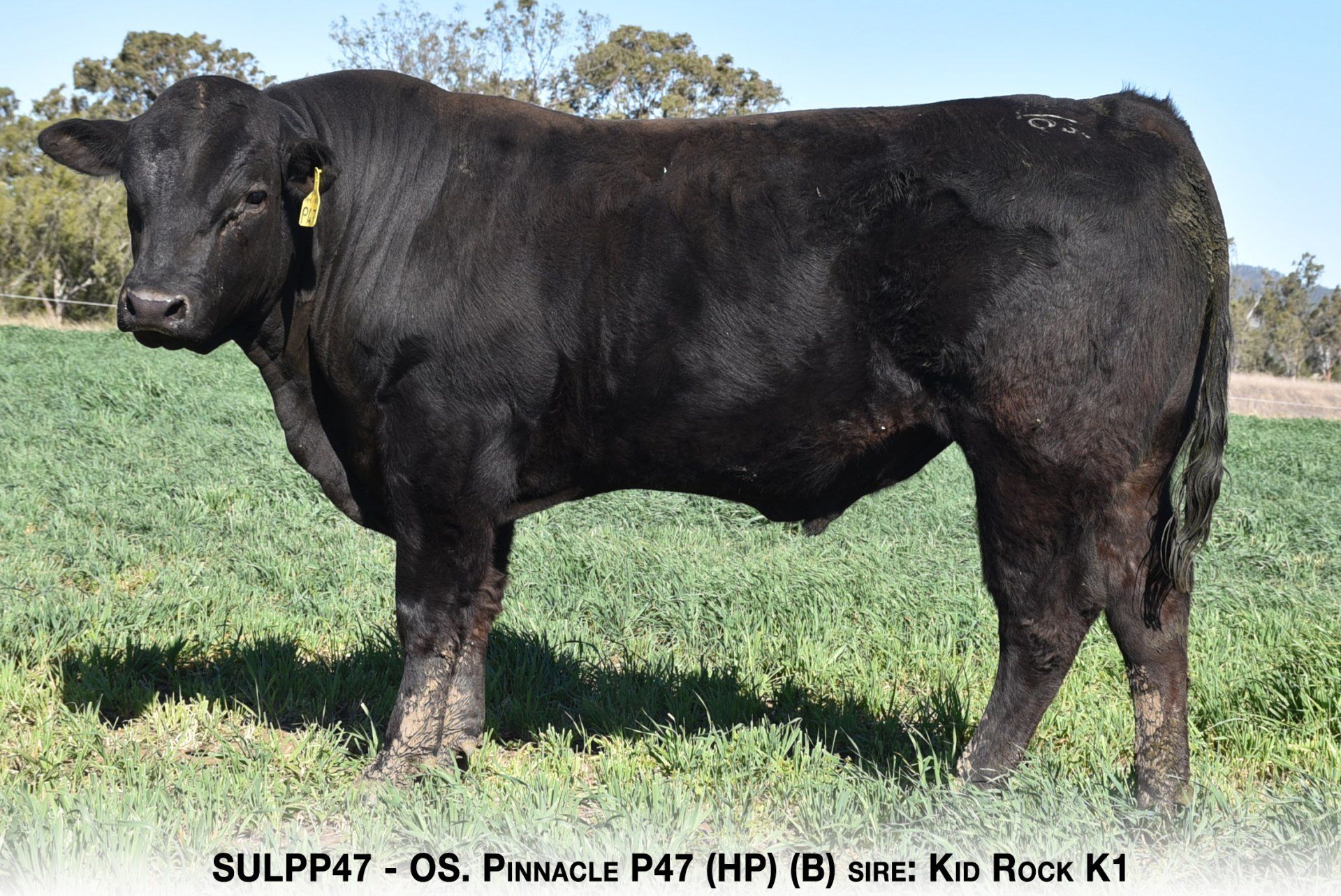 OSullivans Black Limousin - Lower Mt. Walker, Qld - OS. Sales