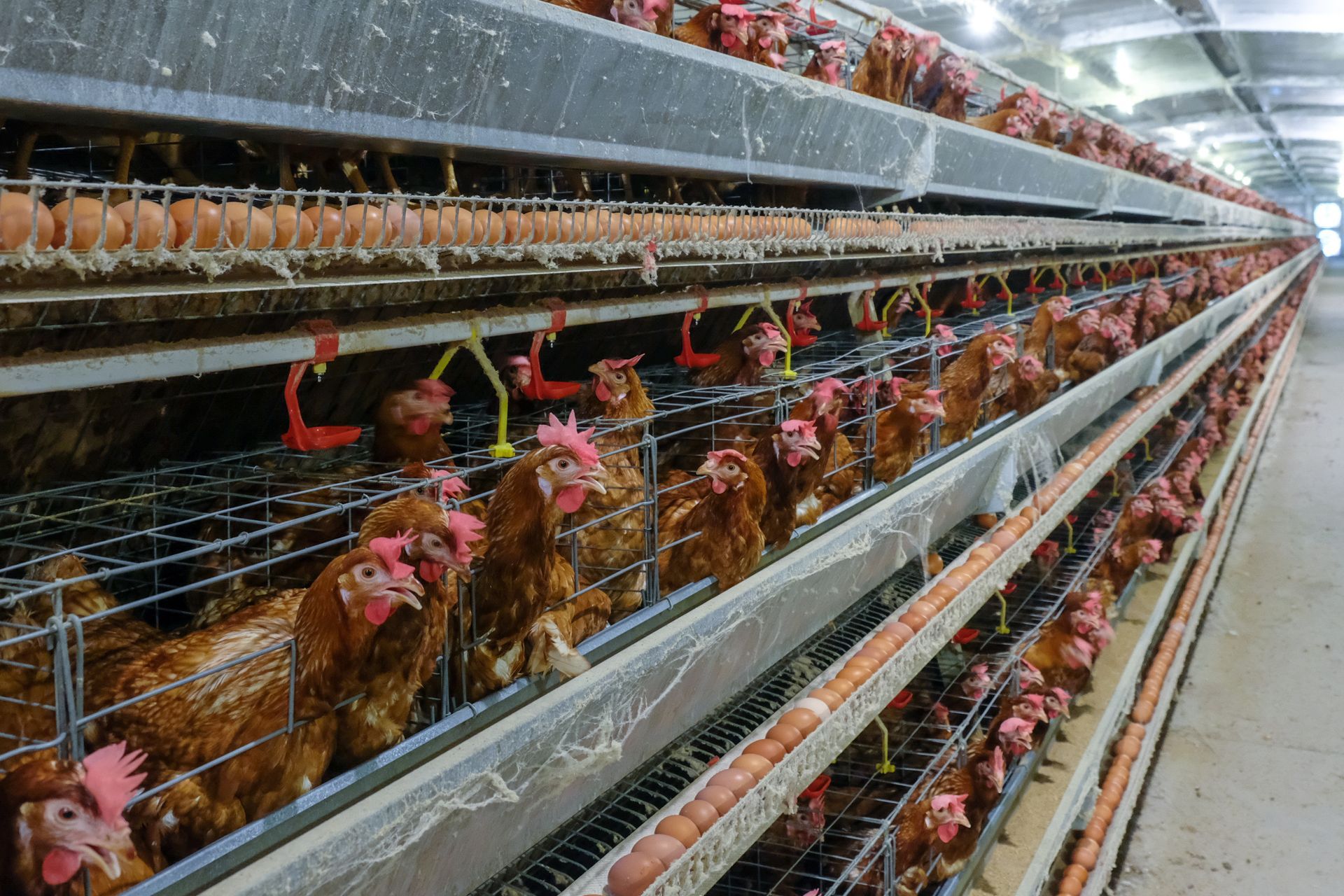 How Wireless Cameras for Poultry Houses Boost Flock Health and Labor ...