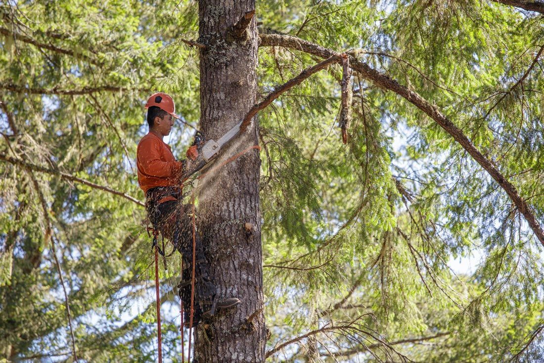 Tree Maintenance and Removal | North Augusta, SC