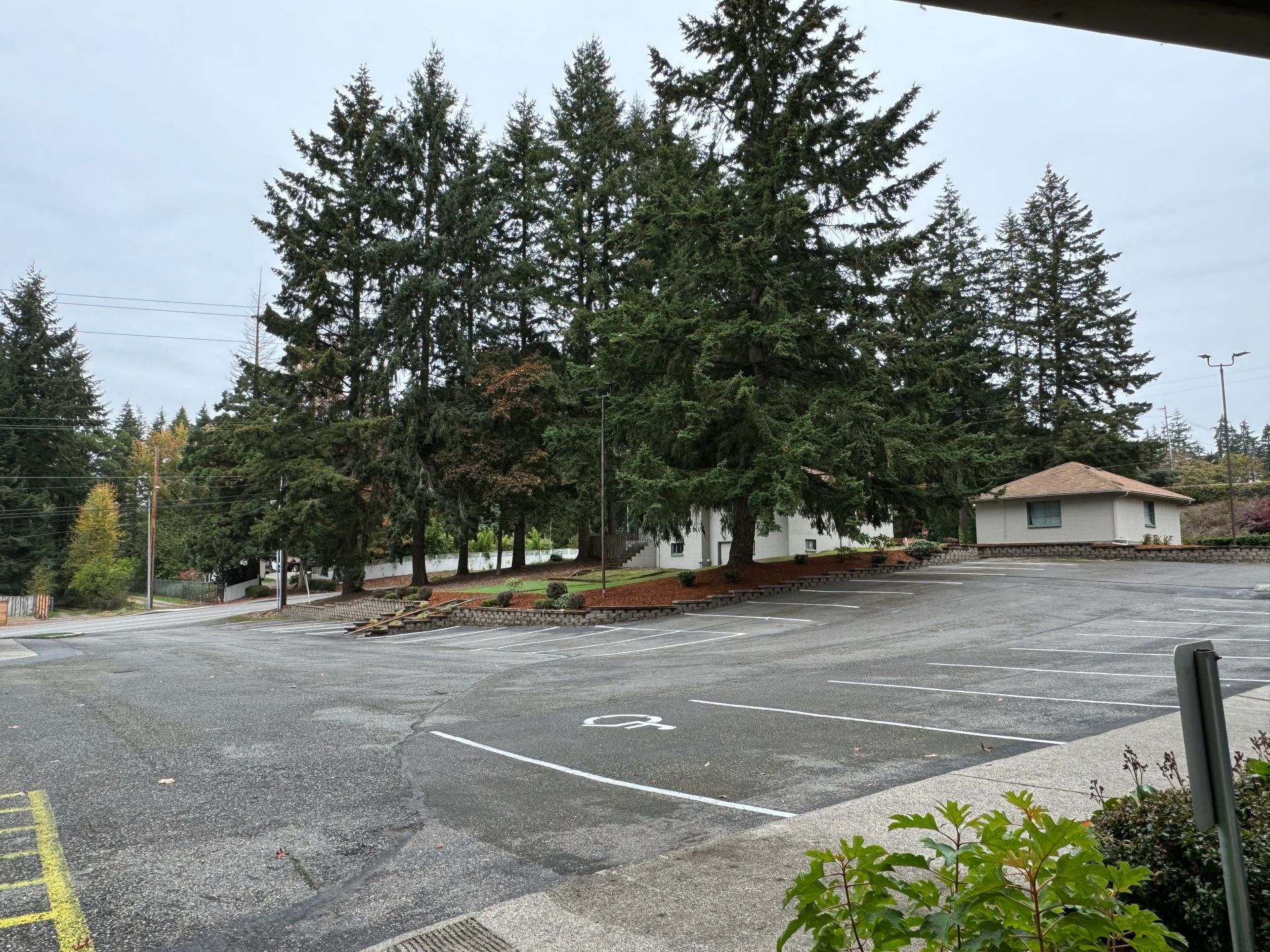 Asperges - Resurrected