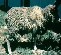 Lice Control Tips – Dippingdynamics.com.au